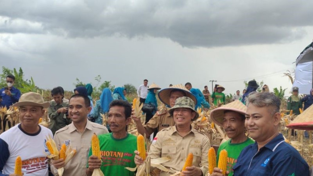 Ogan Komering Ulu Panen Raya jagung di Demplot Seluas 1,5 Hektare