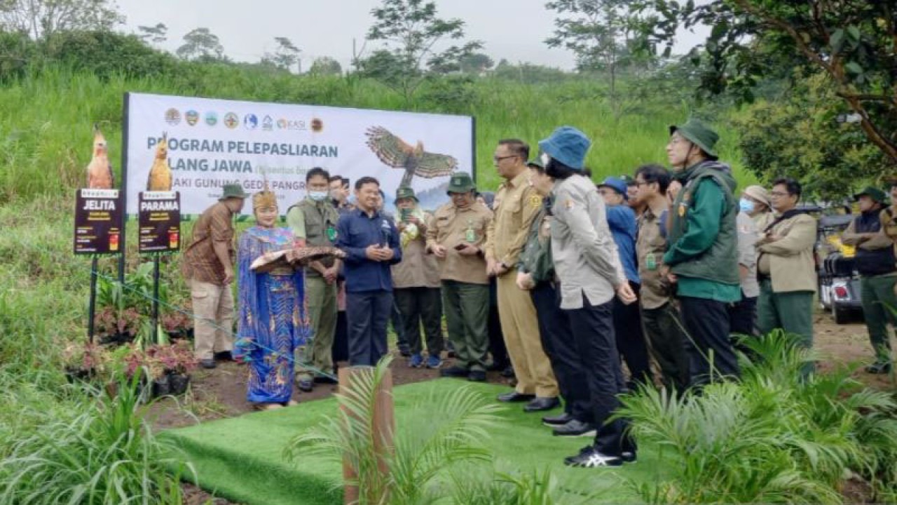 Pelepasliaran elang jawa di area Taman Safari Indonesia, Cisarua, Kabupaten Bogor, Jawa Barat ...