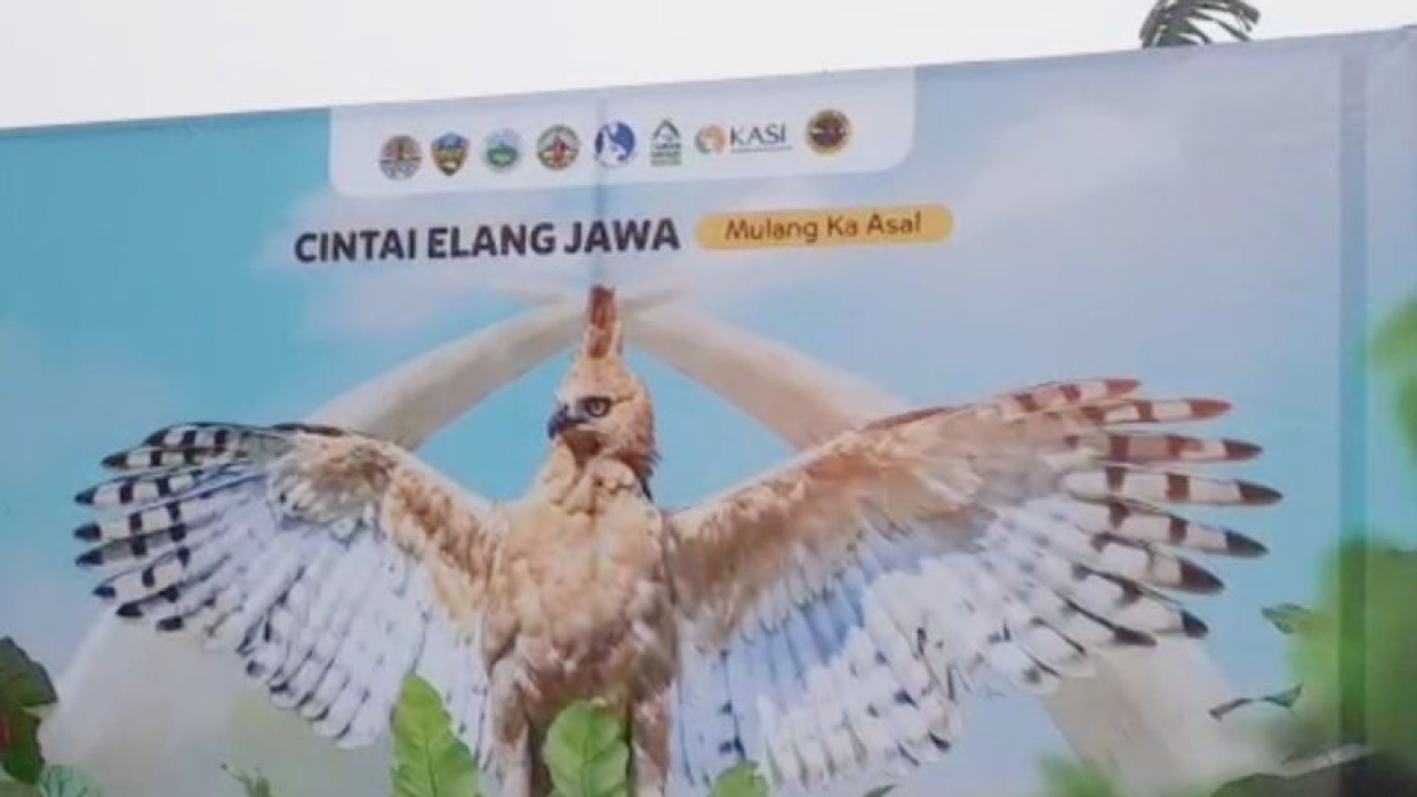 Poster pelepasliaran elang jawa di area Taman Safari Indonesia, Cisarua, Kabupaten Bogor, Jawa ...