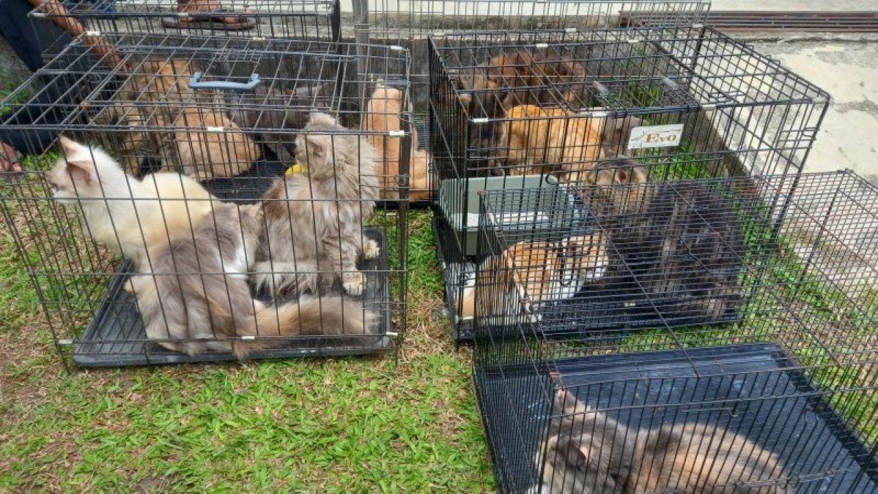 Hewan jenis kucing yang akan menerima vaksin rabies. ANTARA/Anggi Mayasari