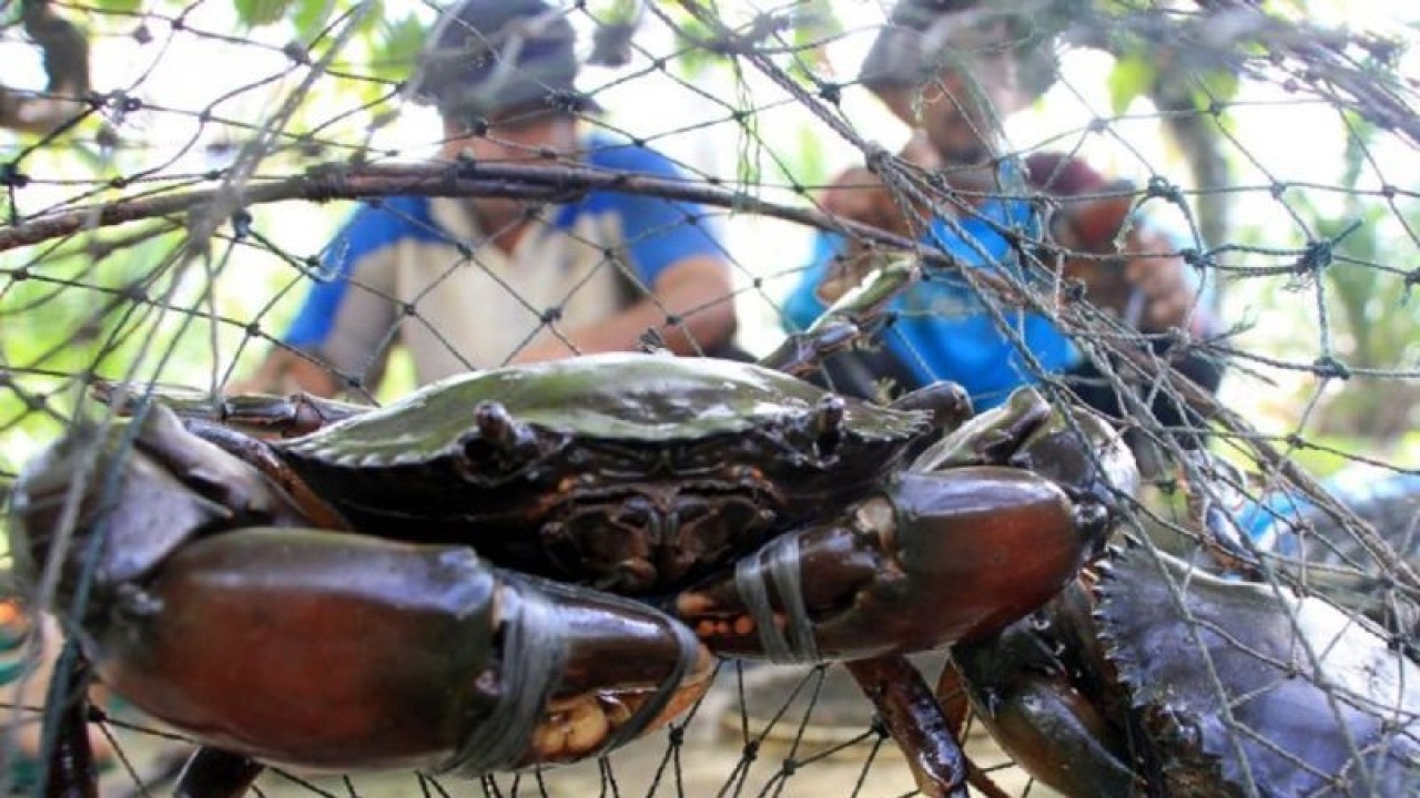 Ilustrasi, PT Timah Tbk mengembangkan budidaya kepiting bakau di Pulau Setunak Kepri. (Antara)