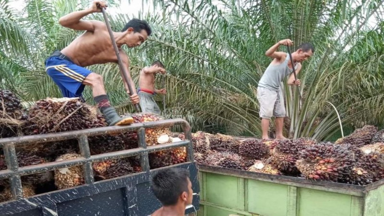 Dokumentasi - Tandan Buah Segar (TBS) kelapa sawit di Jambi, Sabtu (ANTARA/Nanang Mairiadi)